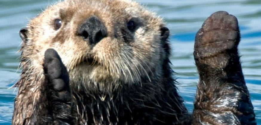 RBCM@Home (Kids): Sea Otter Storytime - islandparent